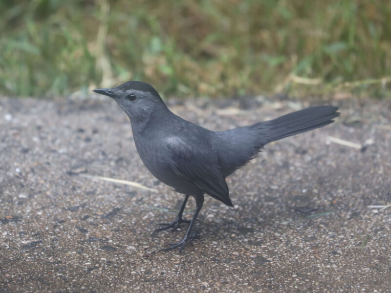 Rusty Blackbirds - Wild Bird Guide